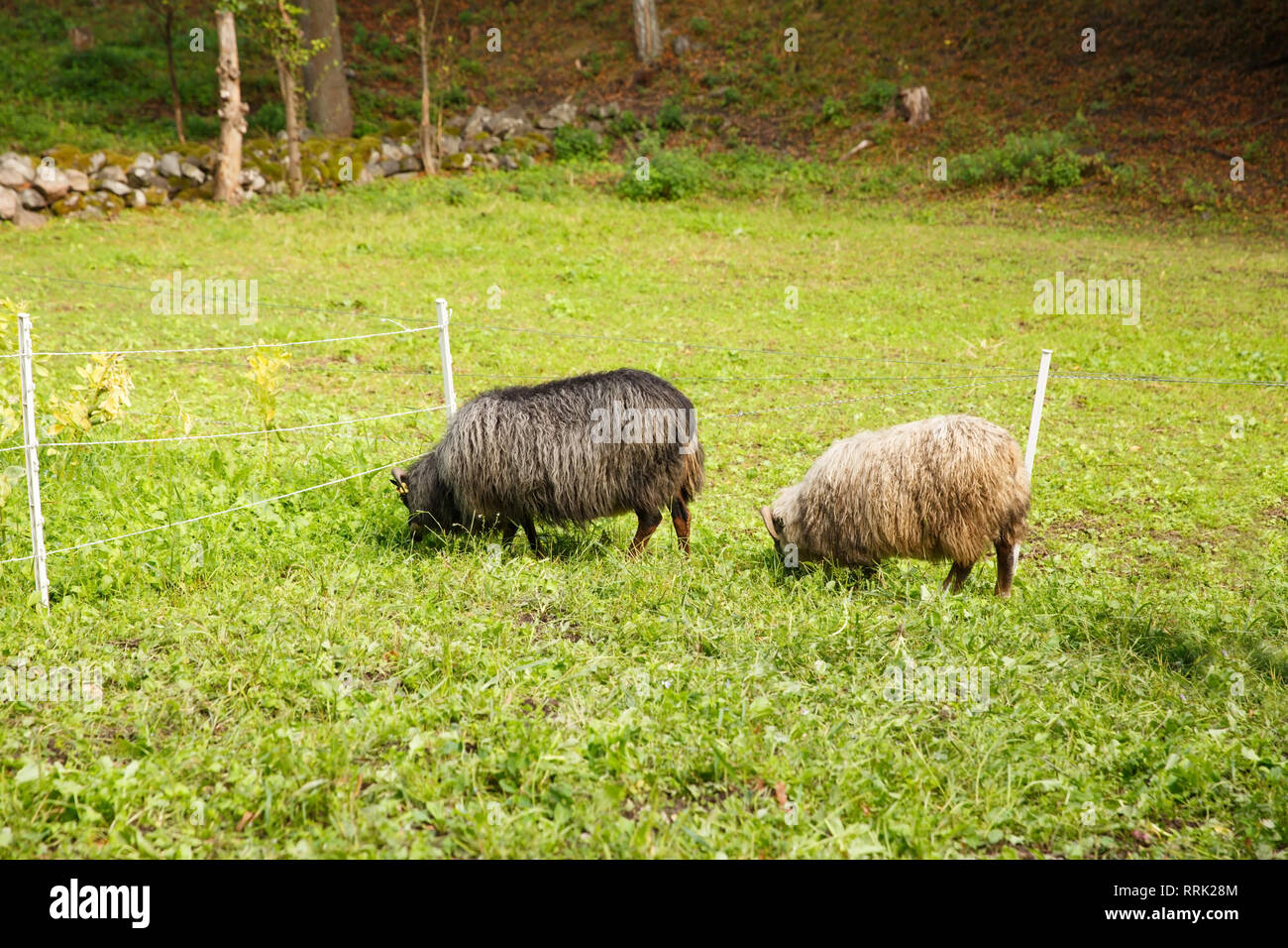 Two sheep in farm, grazing green grass Stock Photo - Alamy