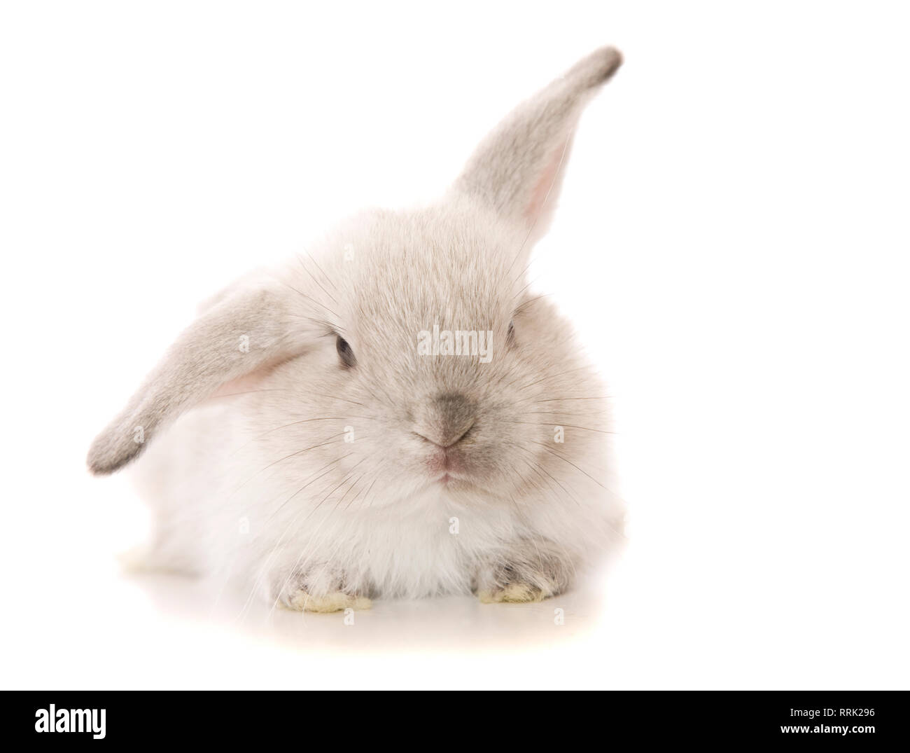 Dwarf lop eared rabbit sitting hi-res stock photography and images - Alamy