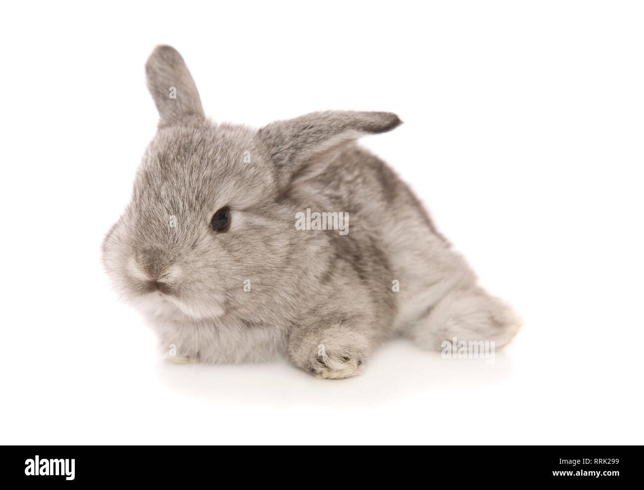 Dwarf lop eared rabbit sitting hi-res stock photography and images - Alamy