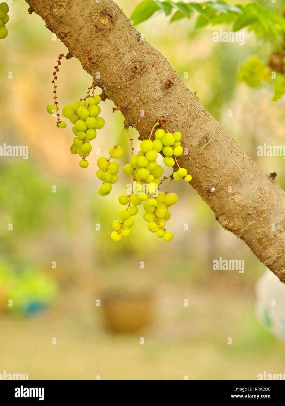 many of the Star Gooseberry on the Tree in Thailand Local Village with ...