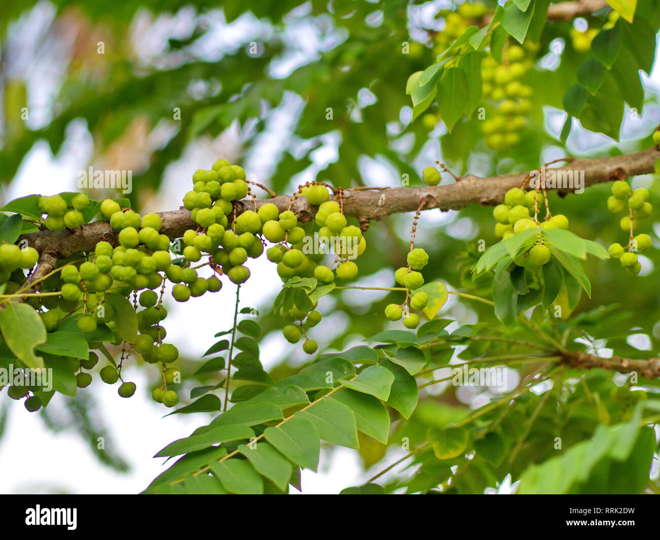 many of the Star Gooseberry on the Tree in Thailand Local Village with ...