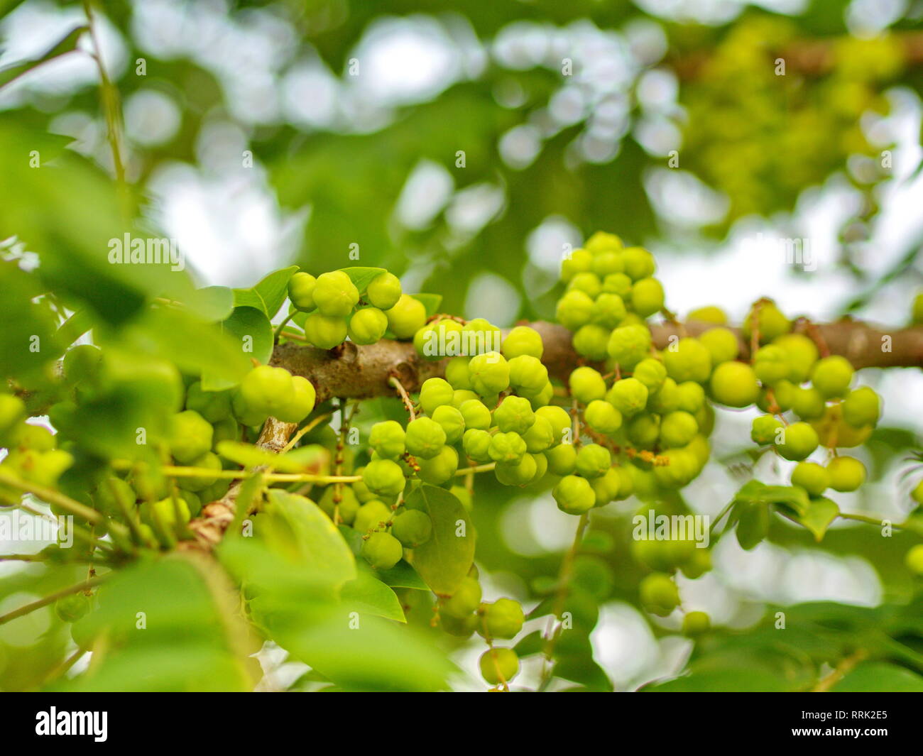 many of the Star Gooseberry on the Tree in Thailand Local Village with ...