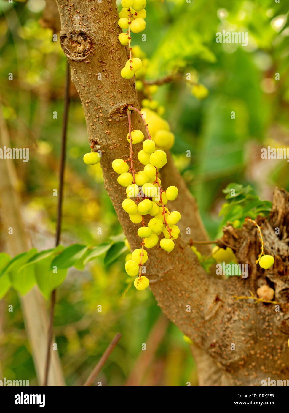 many of the Star Gooseberry on the Tree in Thailand Local Village with ...