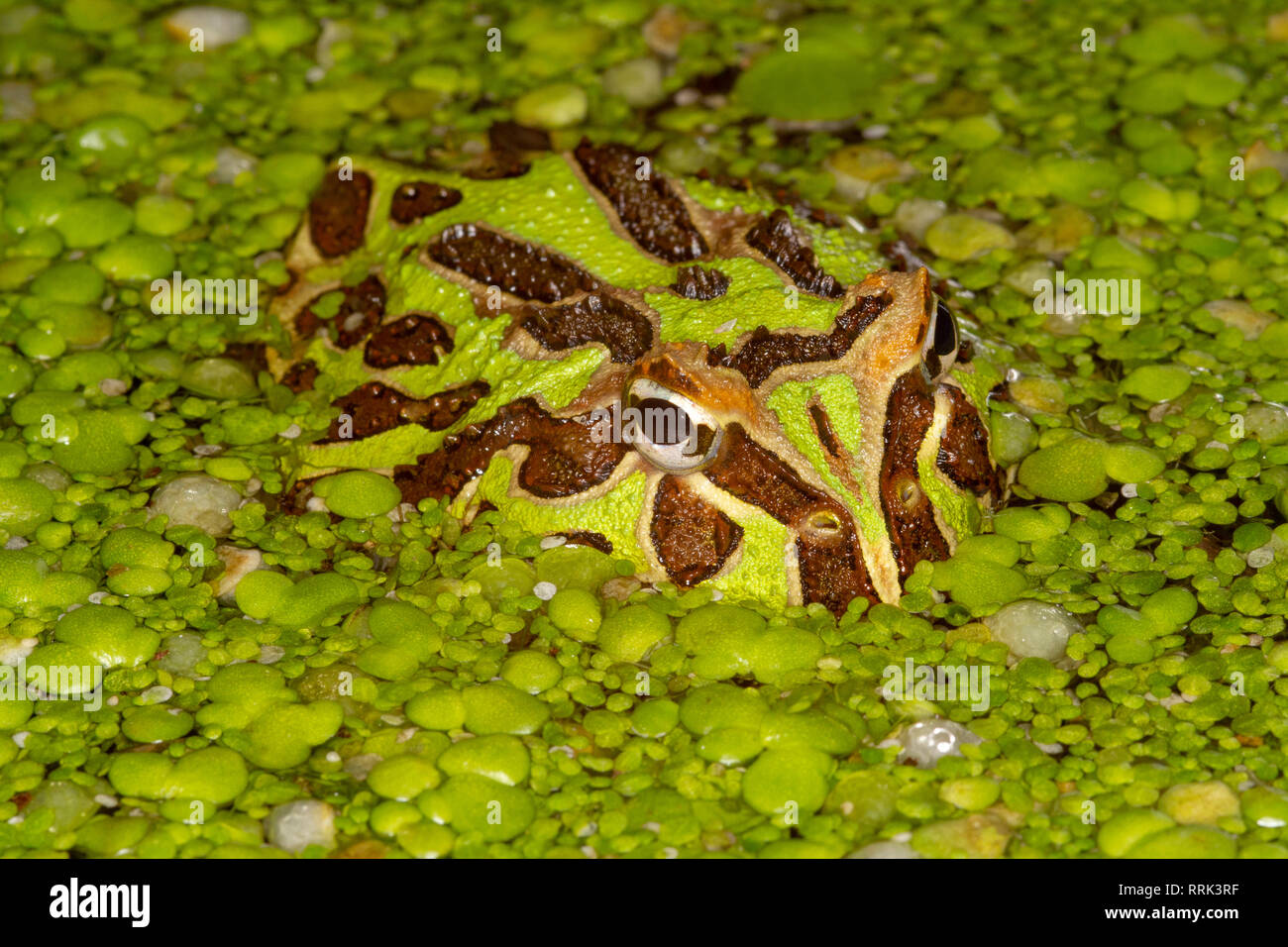 Frog camouflage hi-res stock photography and images - Alamy