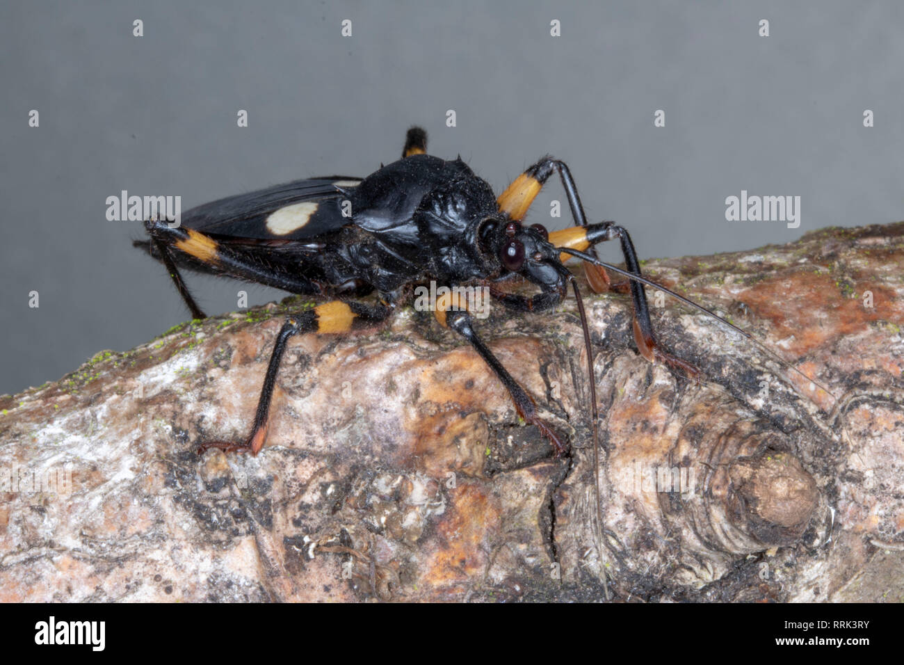 Creepy bug hi-res stock photography and images - Alamy