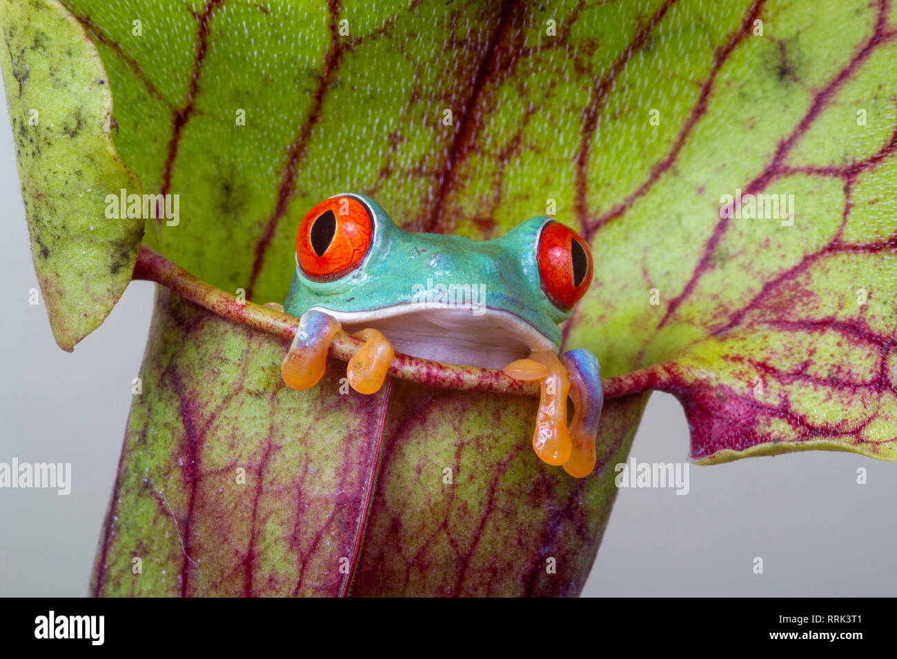 Red Eyed Green Tree Frog Stock Photo - Alamy