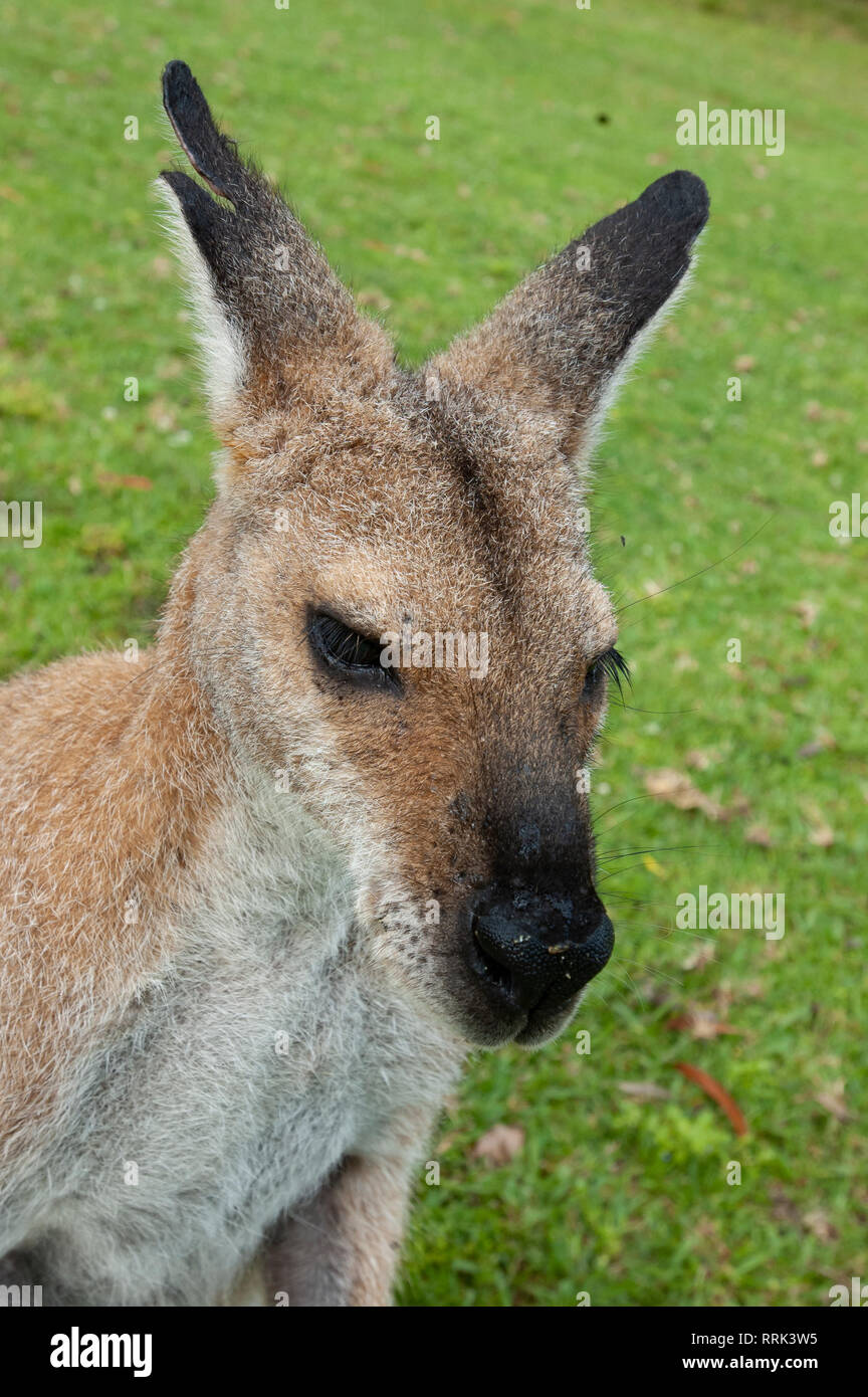 White stripe on the upper lip hi-res stock photography and images - Alamy