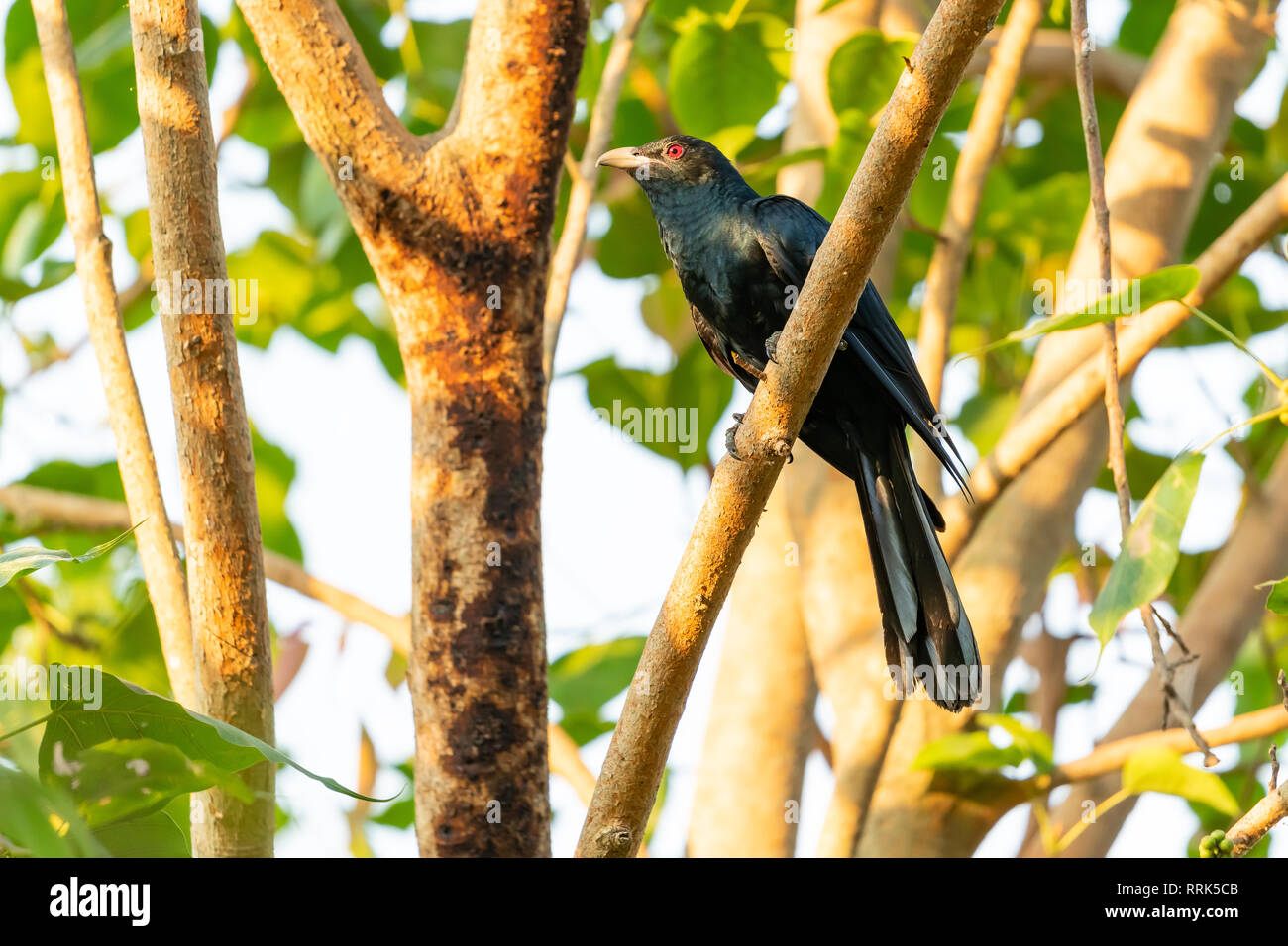 Male asian koel hi-res stock photography and images - Alamy
