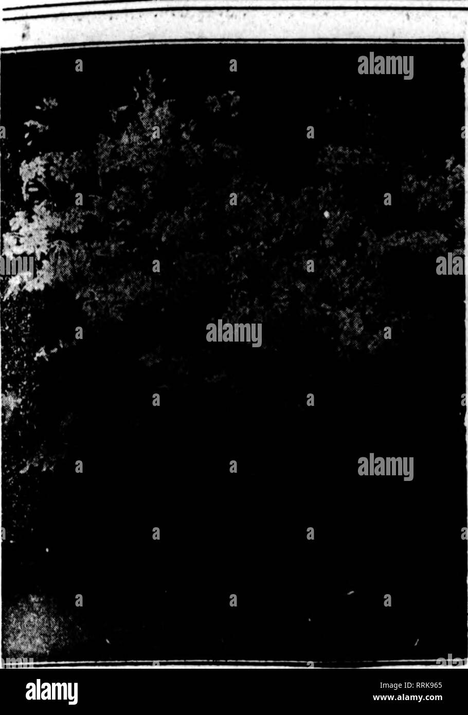 Acoides hi-res stock photography and images - Alamy