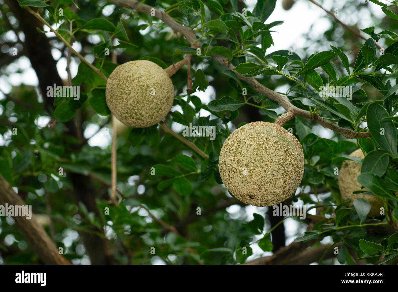 Aegle marmelos hi-res stock photography and images - Alamy