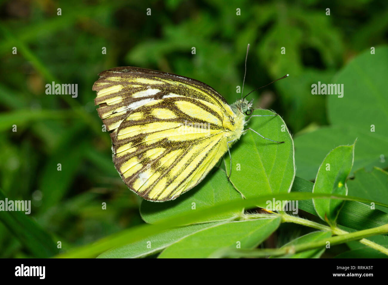 Common Gull Butterfly near Pune, Maharashtra, India Stock Photo - Alamy
