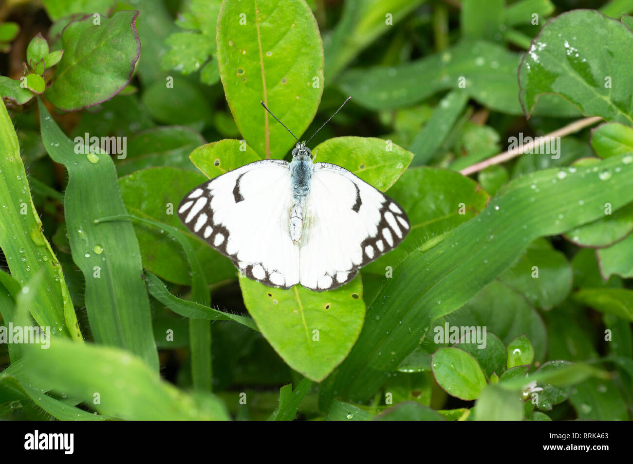 Paper kite butterfly, Idea leuconoe near Pune, Maharashtra, India Stock ...