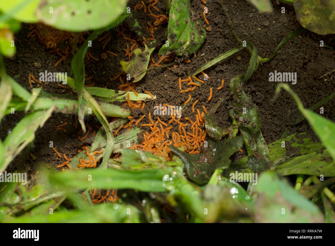 Baby millipede hi-res stock photography and images - Alamy
