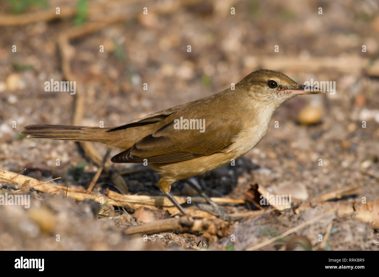Clamorous reed warbler, Acrocephalus stentoreus at Bhigwan, Pune ...