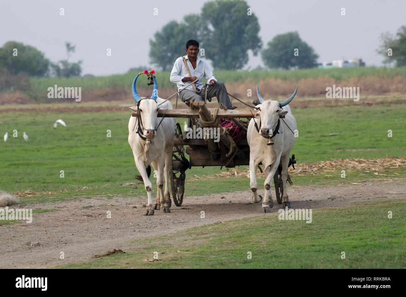 India Bullock Cart Ride High Resolution Stock Photography and Images ...
