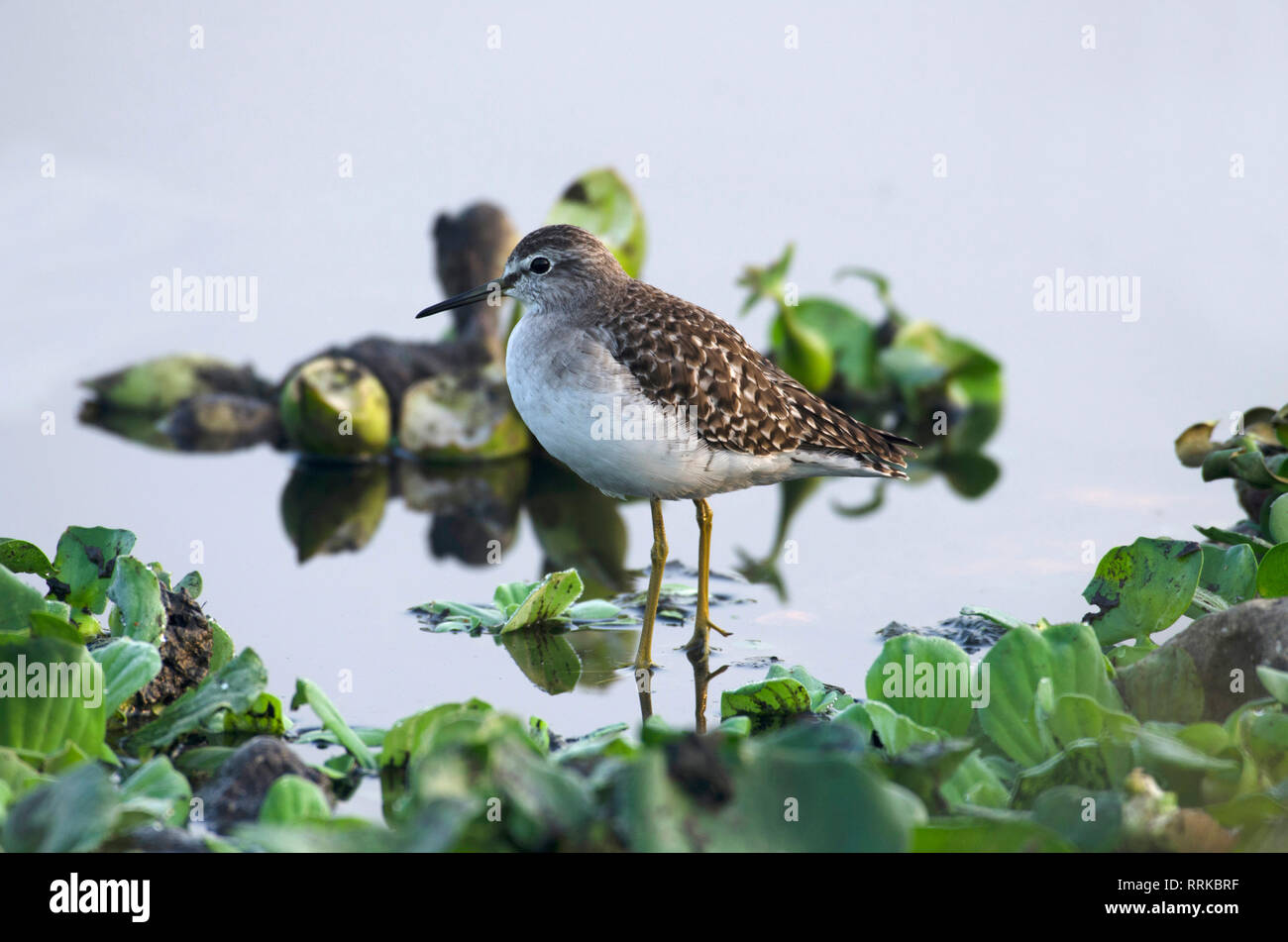 Spotted Sandpiper, Actitis macularius in search of food near Pune ...