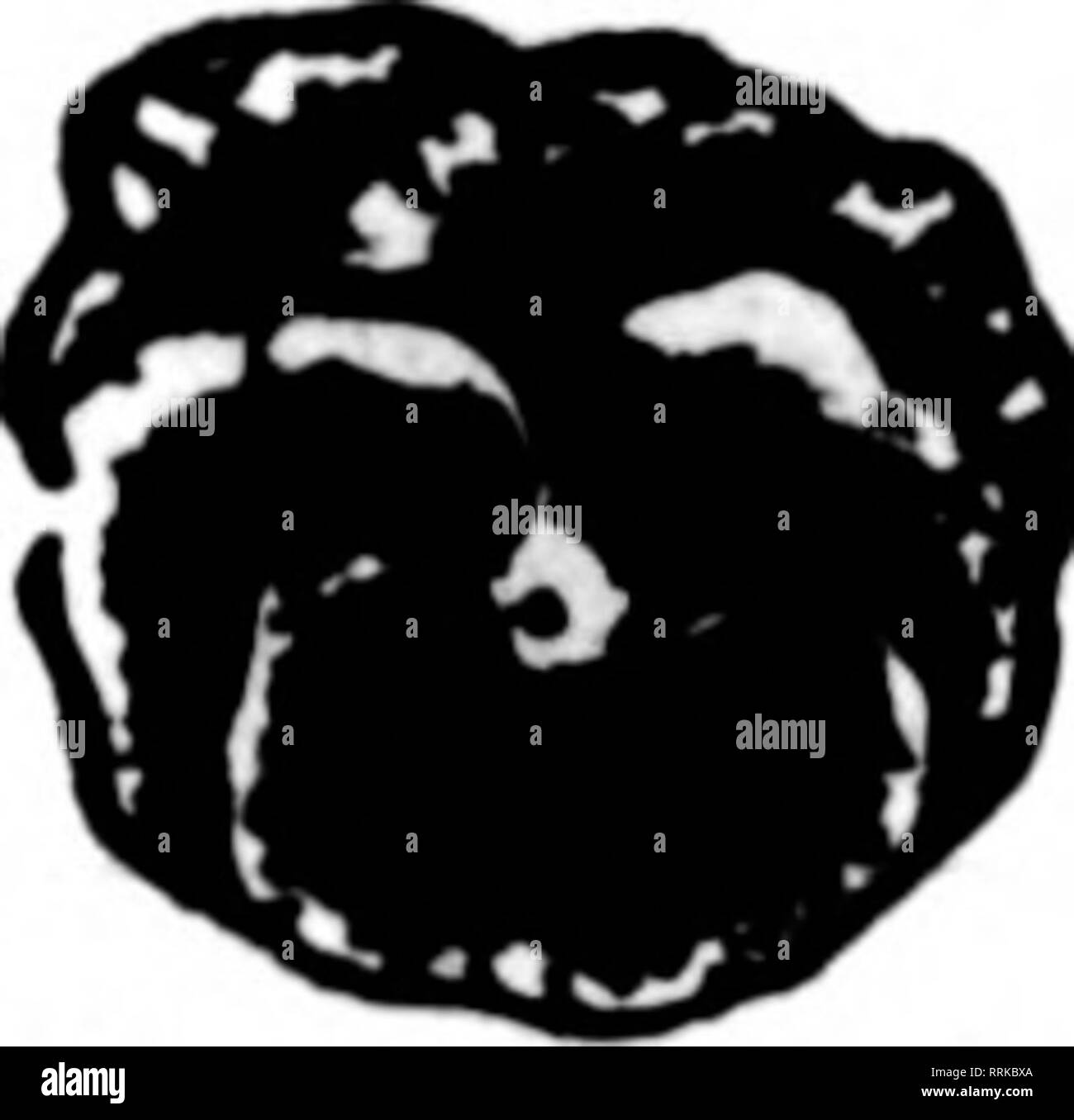 25 15 1 cm Black and White Stock Photos & Images - Alamy