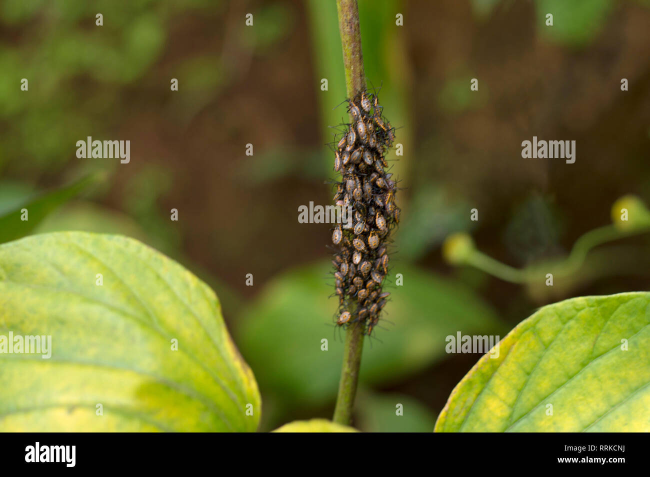 Hundreds of gray wild Aphids on a plant at Varandha Ghats Pune ...