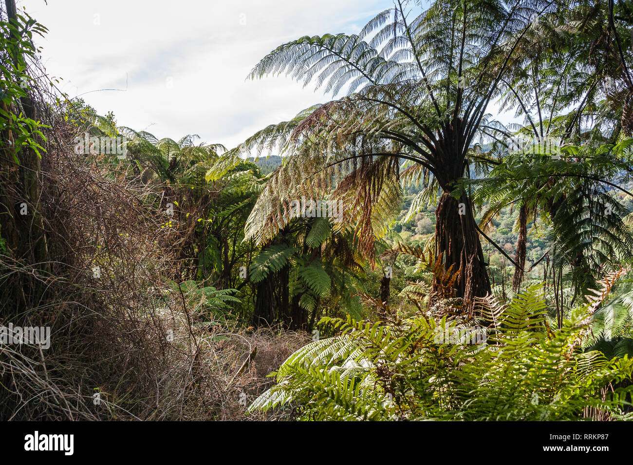 A forest of giant tree ferns (Dicksonia squarrosa) in Waimangu Volcanic ...