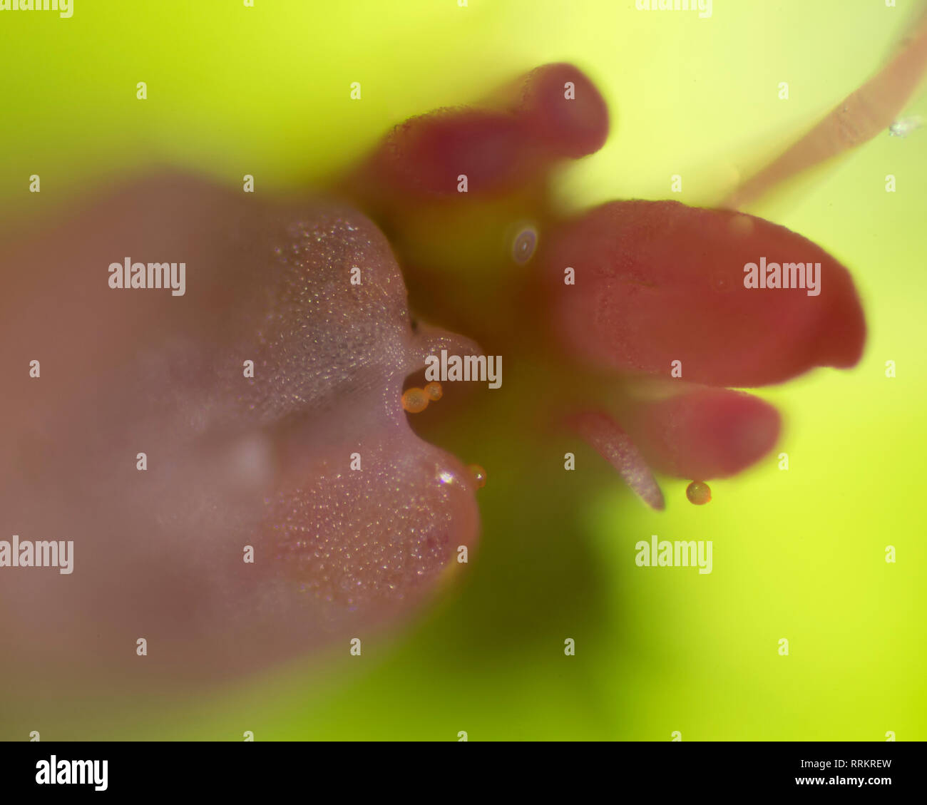 Male gametes hi-res stock photography and images - Alamy