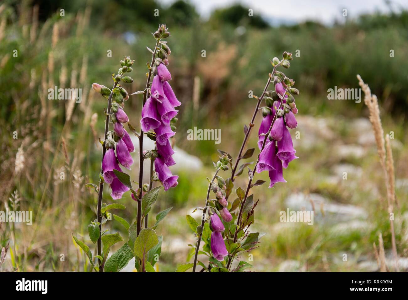 Wild foxgloves blooming Stock Photo - Alamy