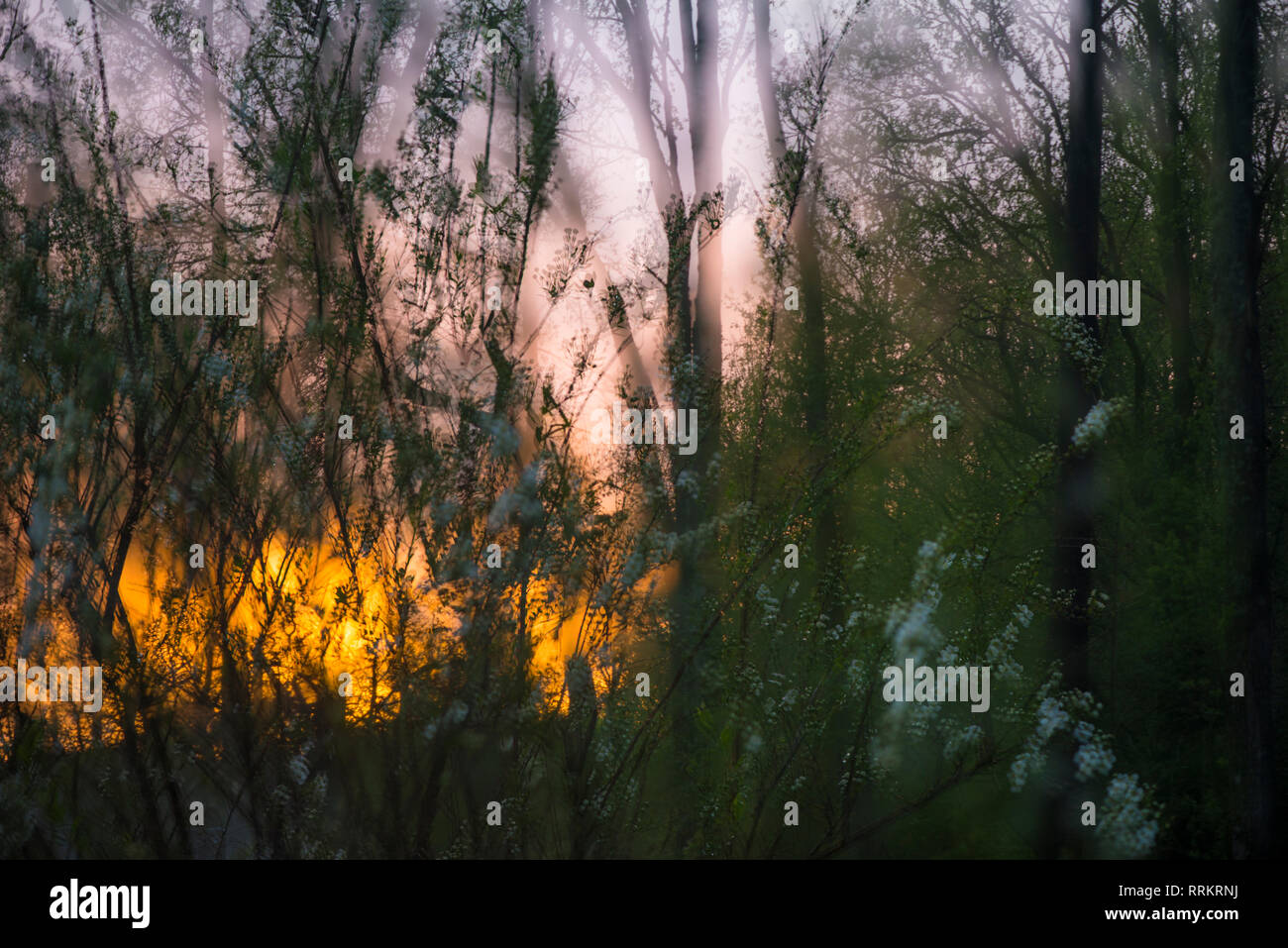 Multicellular land plants hi-res stock photography and images - Alamy