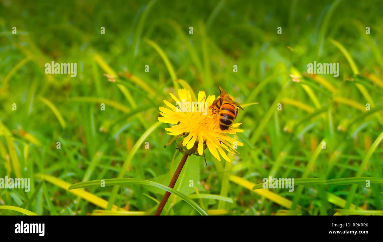 Bee wing detail hi-res stock photography and images - Alamy