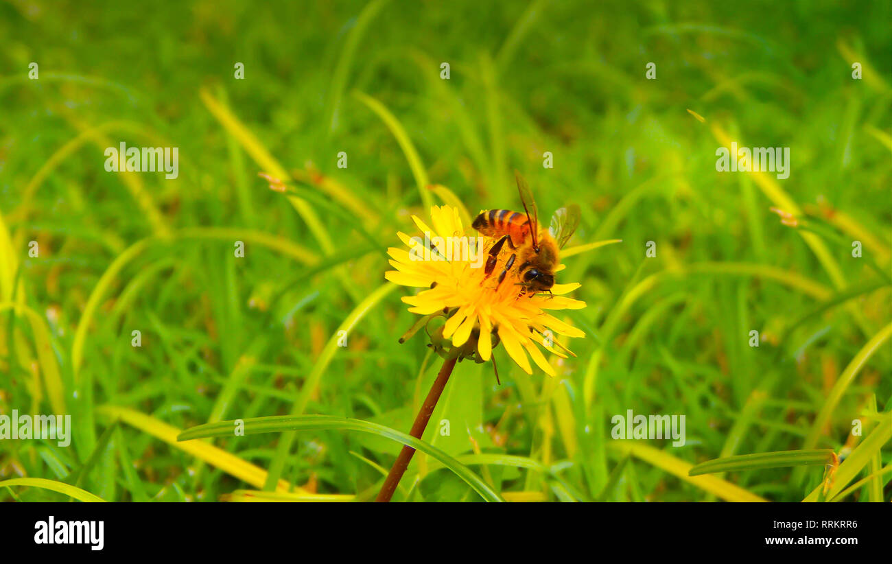 Bee wing detail hi-res stock photography and images - Alamy