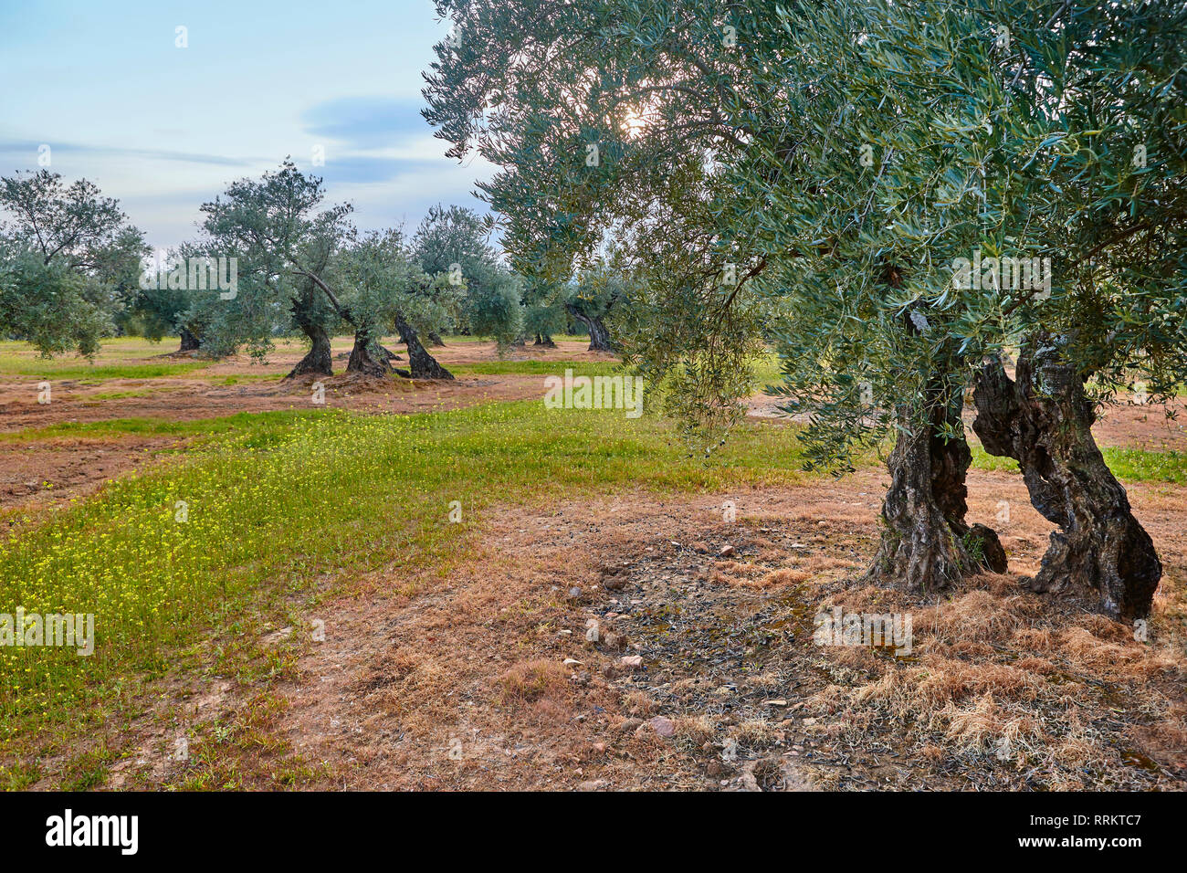 Olive tree fields in Andalusia. Spanish agricultural harvest landscape ...
