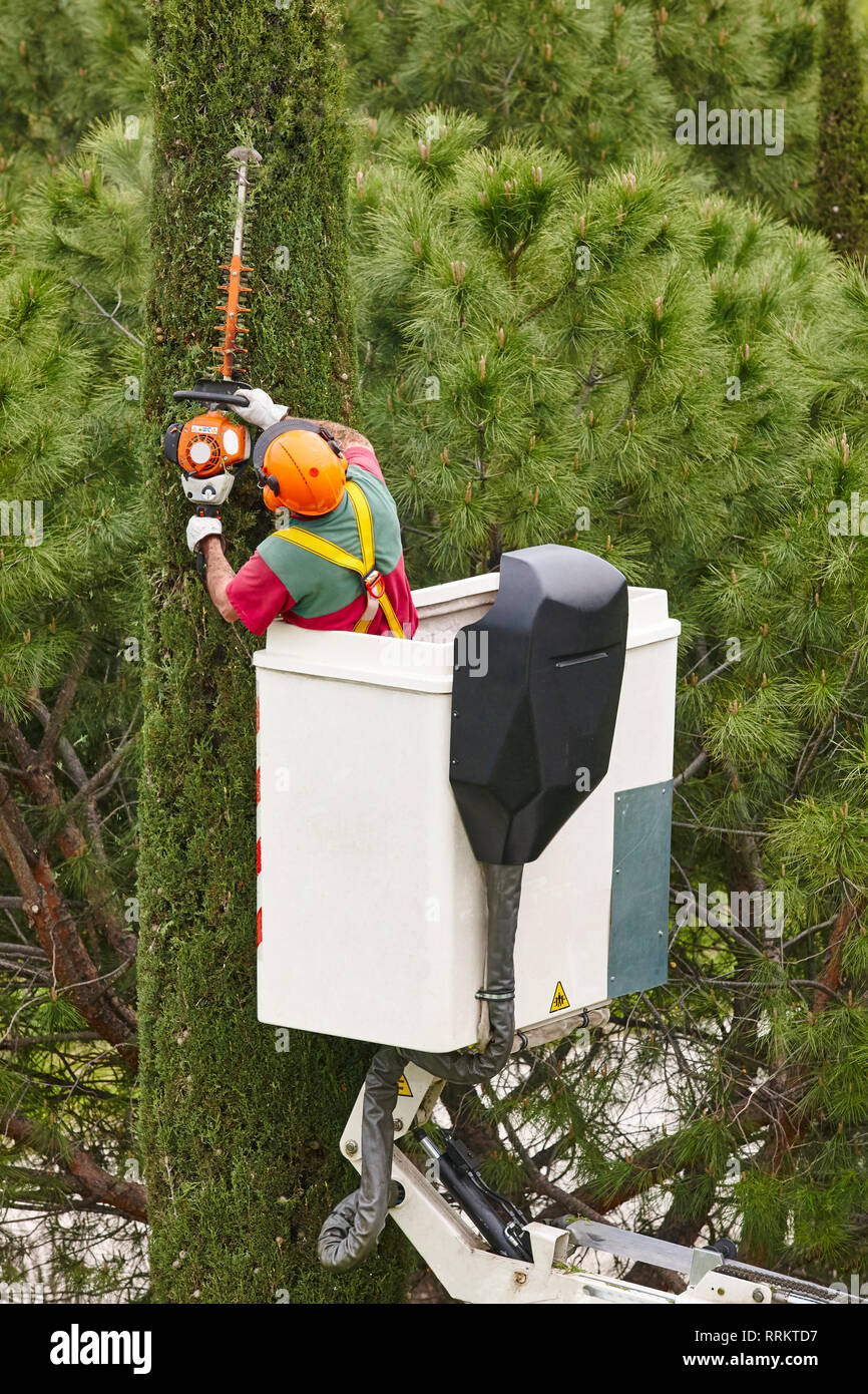 Equipped worker pruning a tree on a crane. Gardening works Stock Photo ...