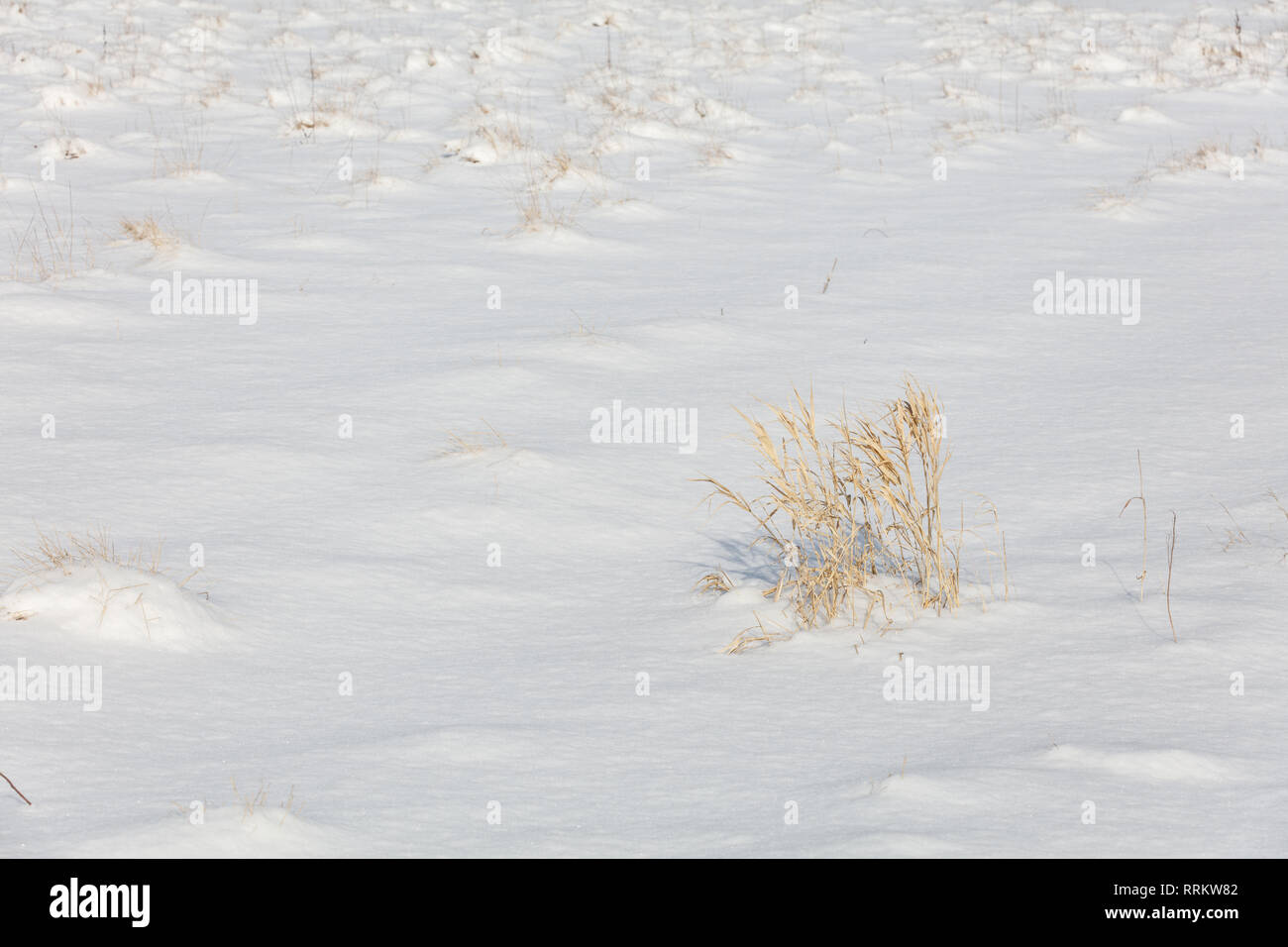 Winter grass background hi-res stock photography and images - Alamy