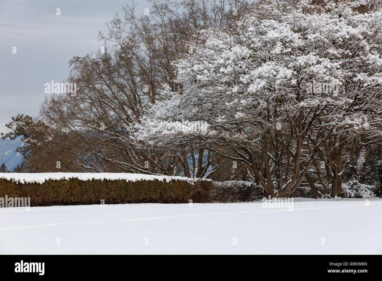 Snowfall snow on tree hi-res stock photography and images - Alamy
