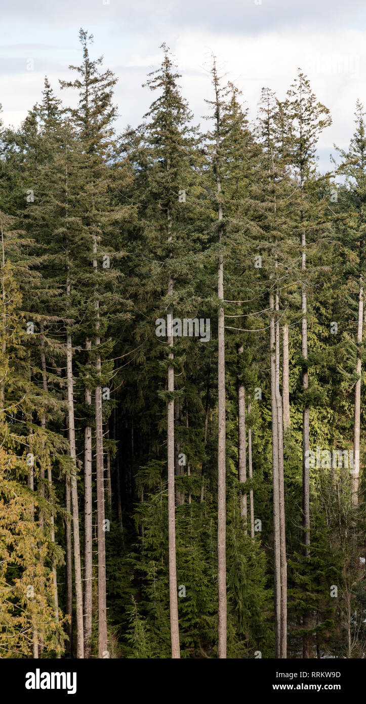 tall green pine tree for nature background Stock Photo - Alamy