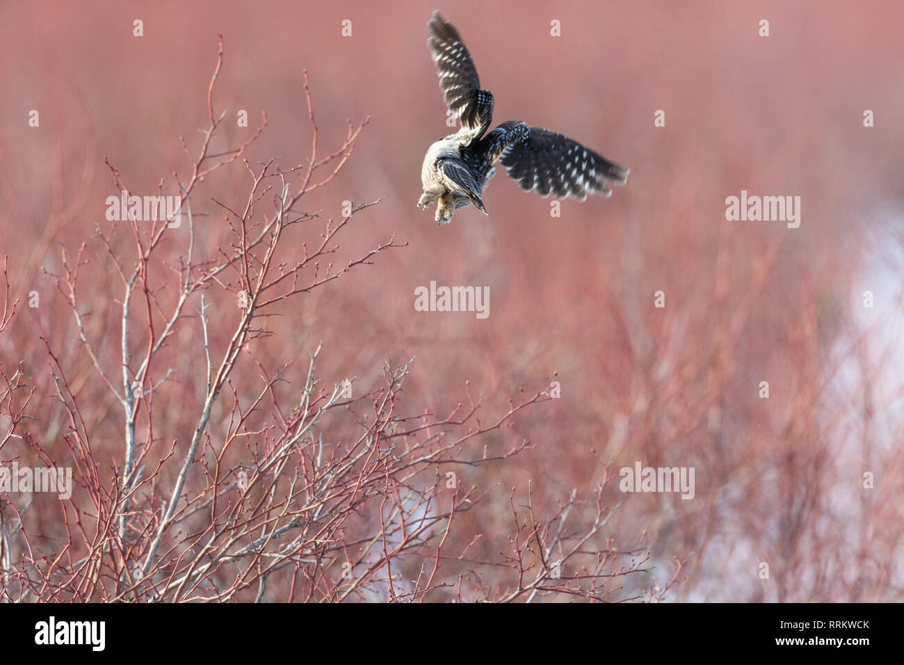 Northern Hawk Owl on blueberry tree, hunting in winter, at Vancouver BC ...