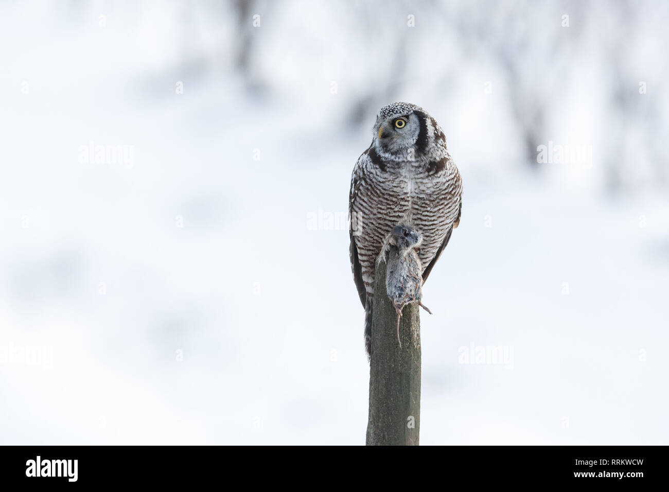 Northern Hawk Owl captures a field mouse, hunting in winter, at ...