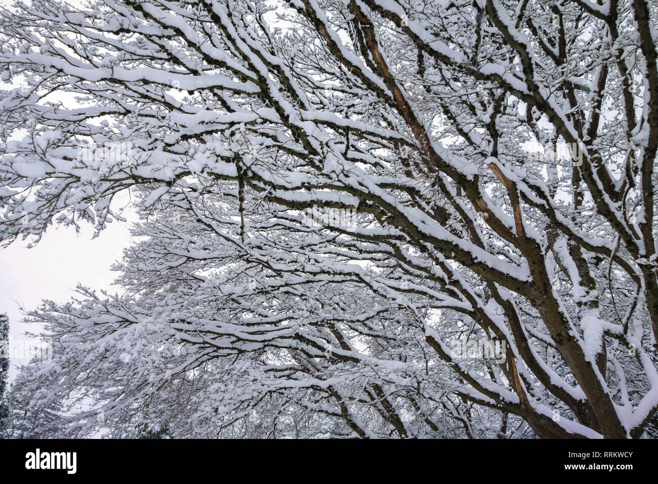 Snow on tree branches for nature background Stock Photo - Alamy