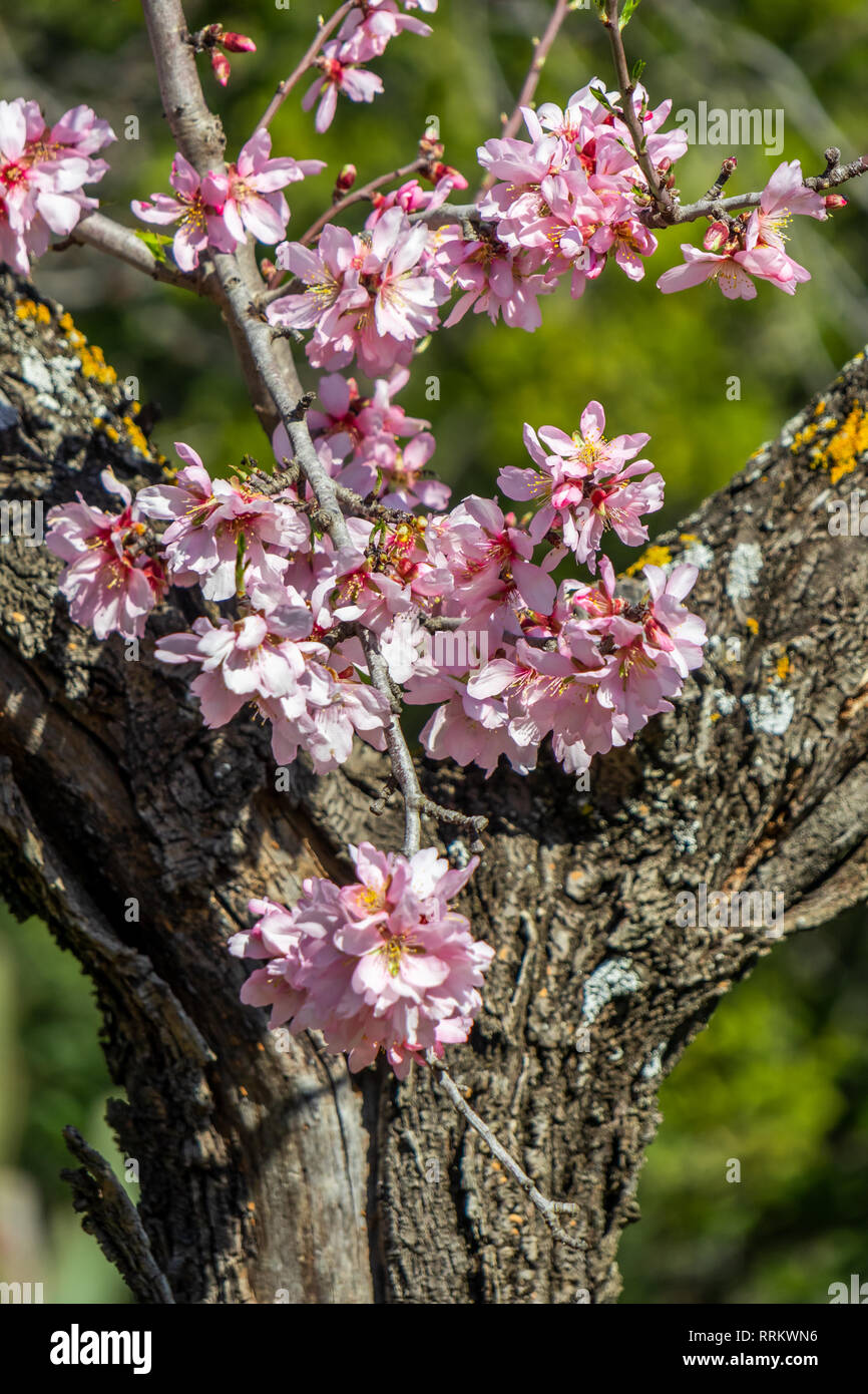 Almond tree winter hi-res stock photography and images - Alamy