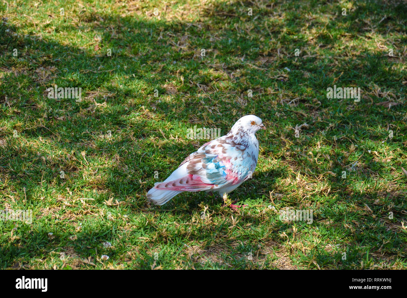 Funny colored pigeon. Pigeon with special colors. Colorful pigeon Stock ...