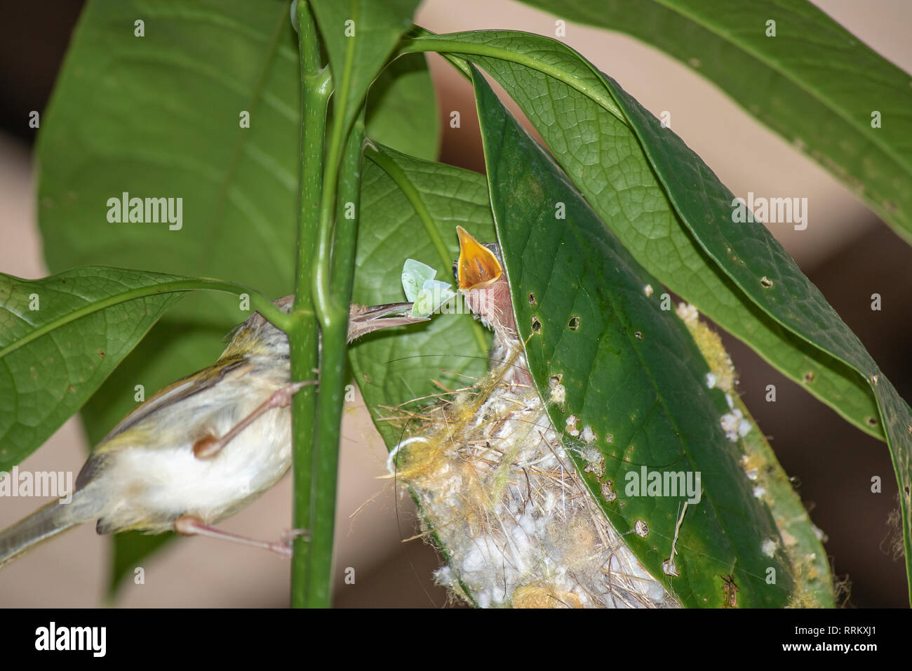 Common Tailor bird ( Orthotomus sutorius ) feeding the baby bird in the ...