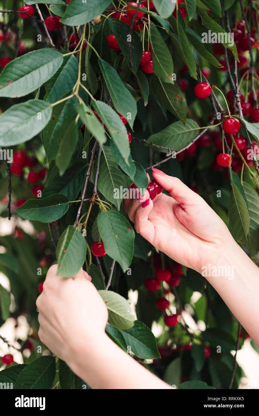 Woman picking cherry berries from tree Stock Photo - Alamy