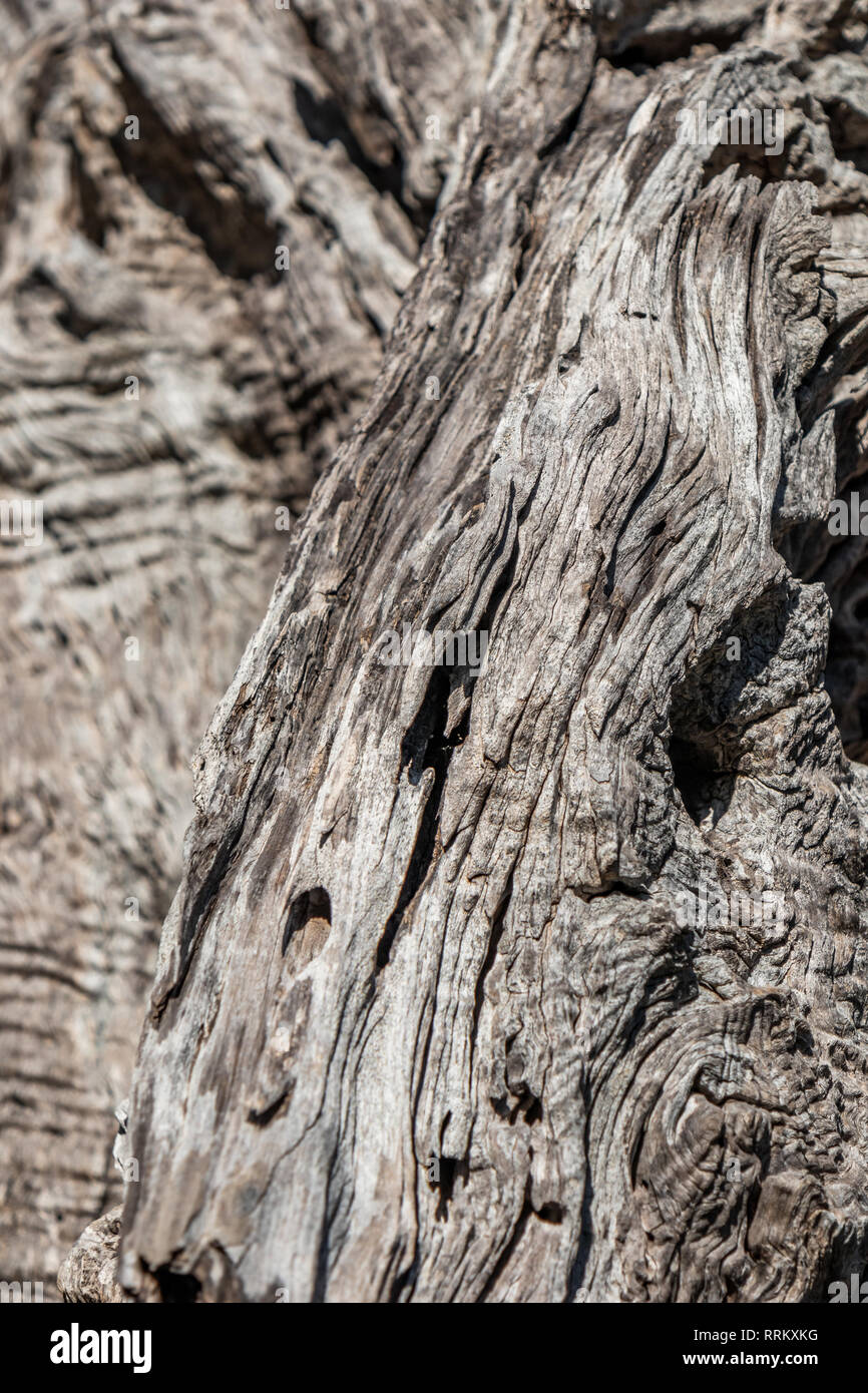 Olive tree bark hi-res stock photography and images - Alamy