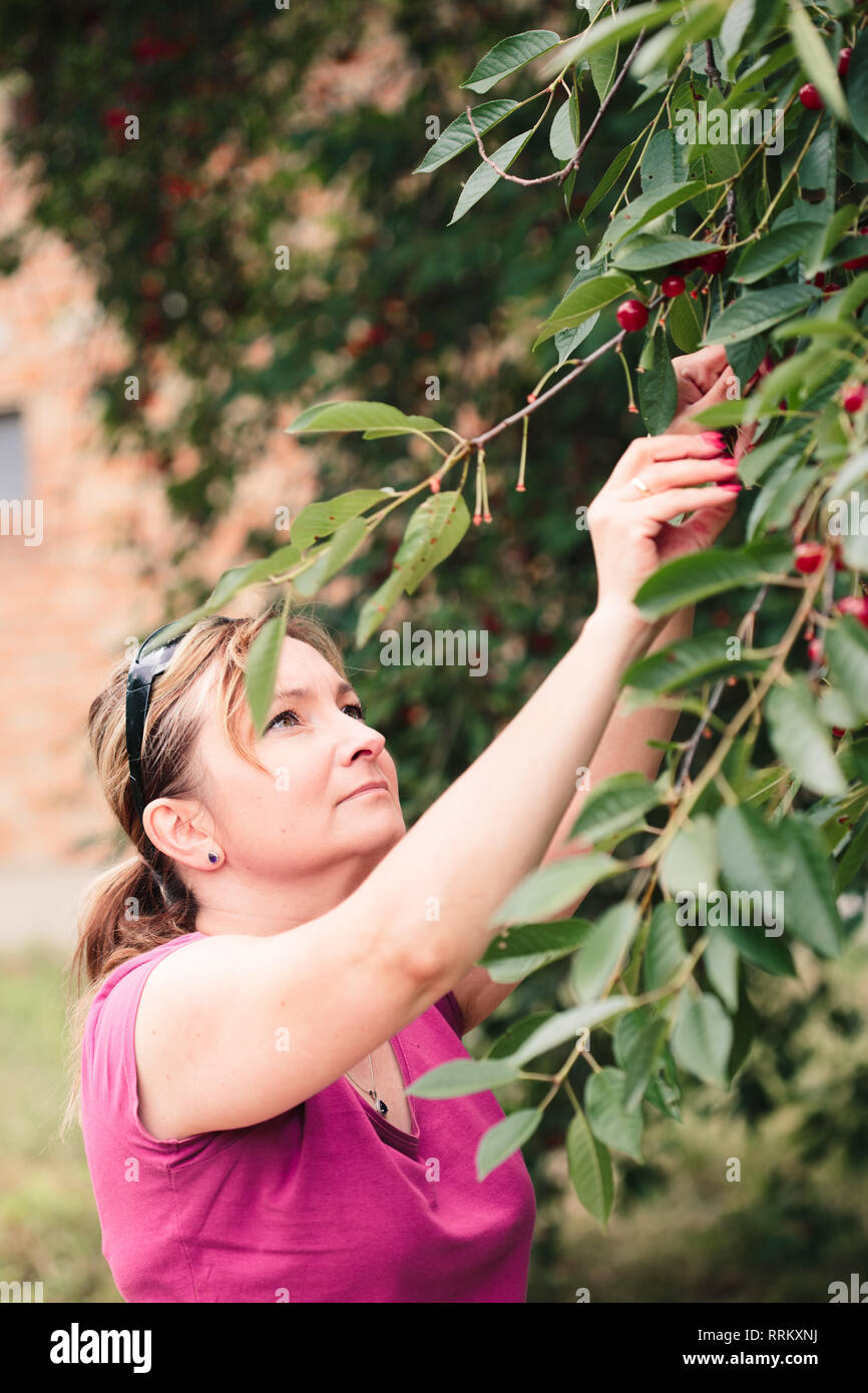 Woman picking cherry berries from tree Stock Photo - Alamy