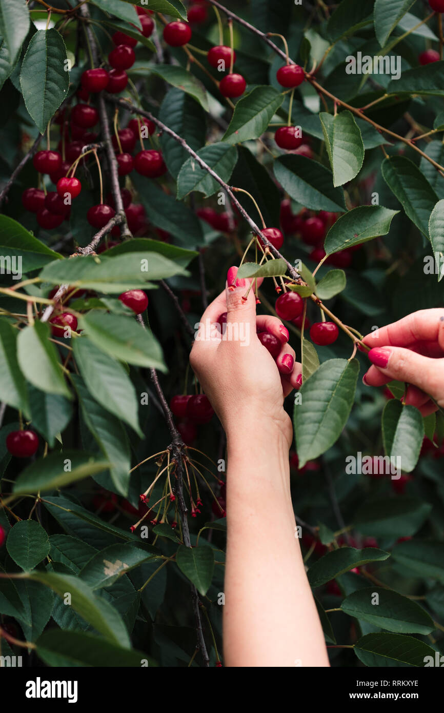 Woman picking cherry berries from tree Stock Photo - Alamy