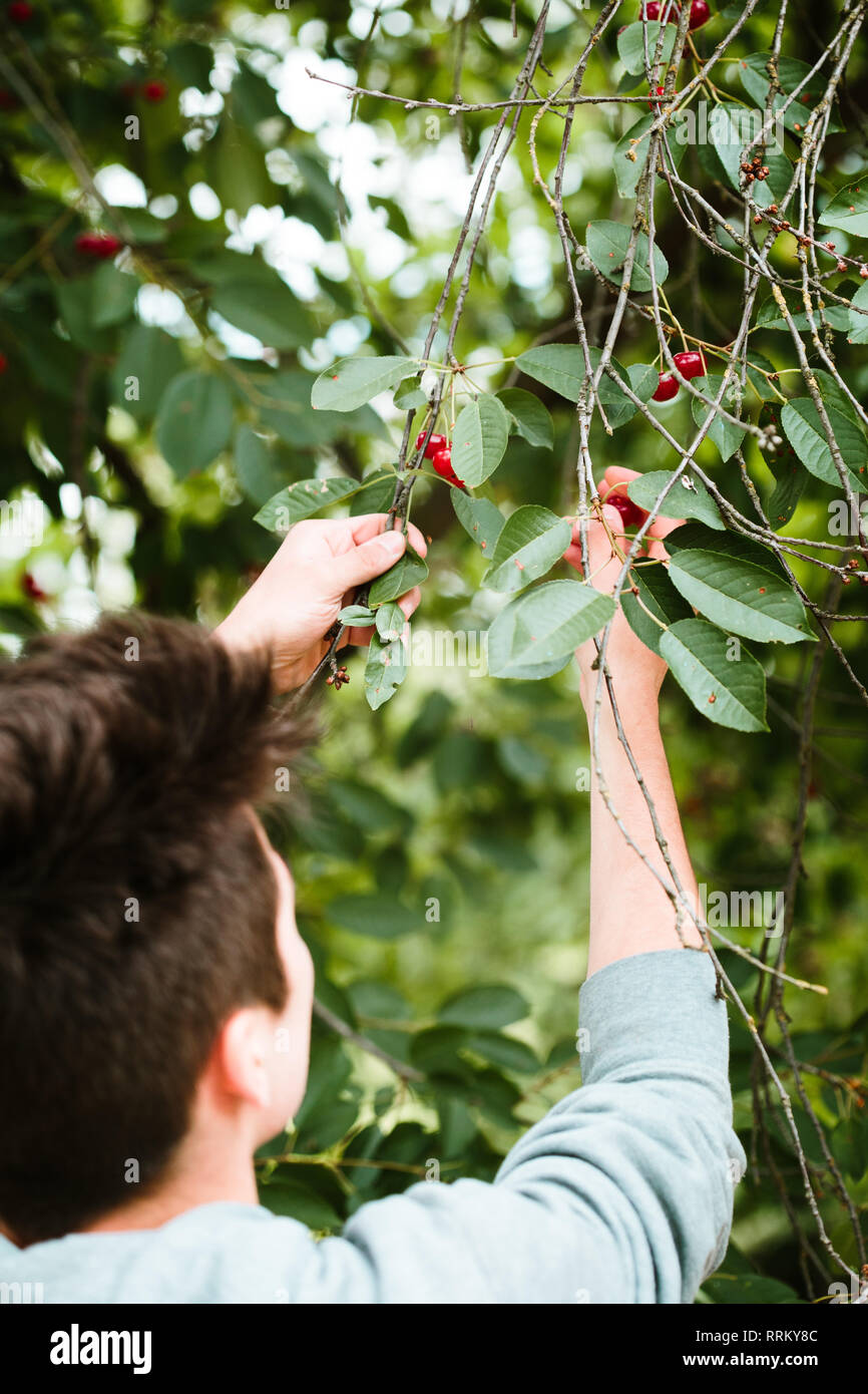 Young man picking cherry berries from tree Stock Photo - Alamy