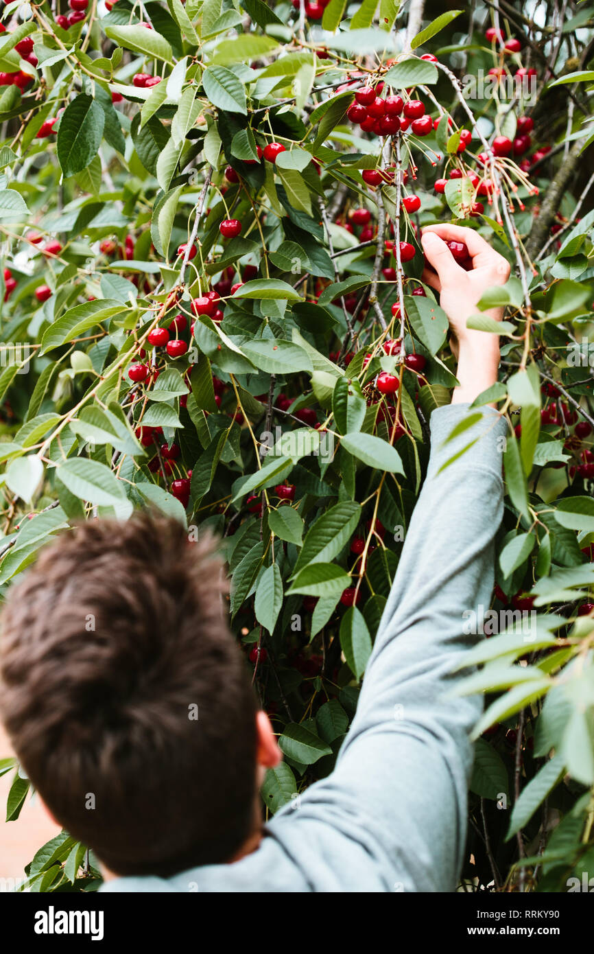 Young cherry fruit hi-res stock photography and images - Alamy