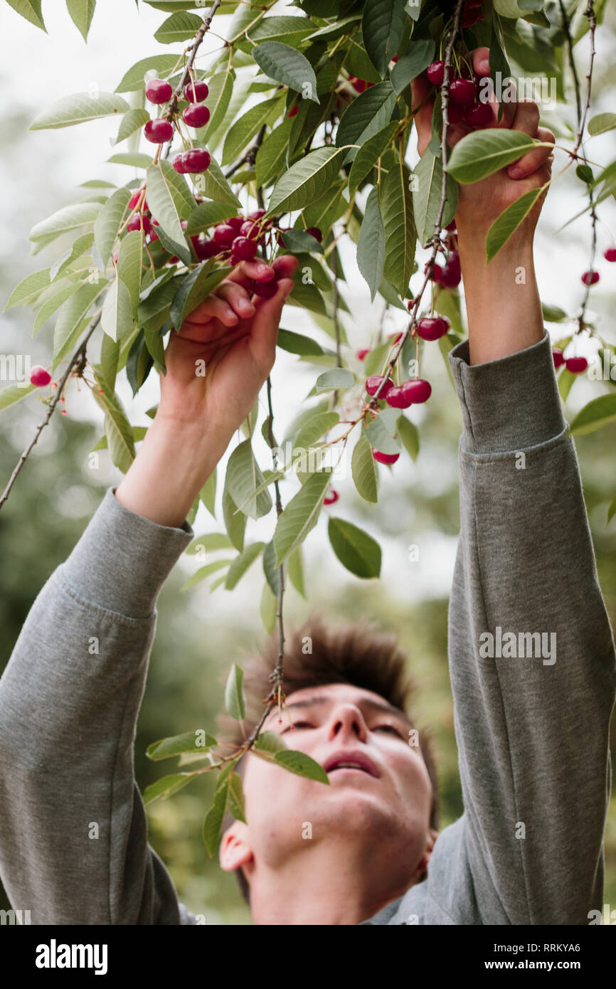 Boy picking cherries from tree hi-res stock photography and images - Alamy