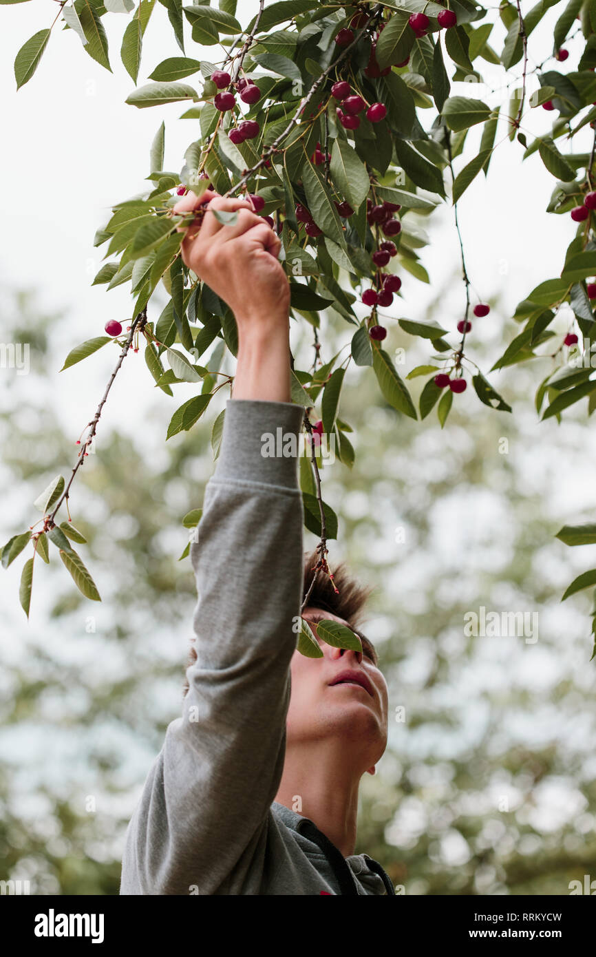 Boy Picking Cherries From Tree High Resolution Stock Photography and ...