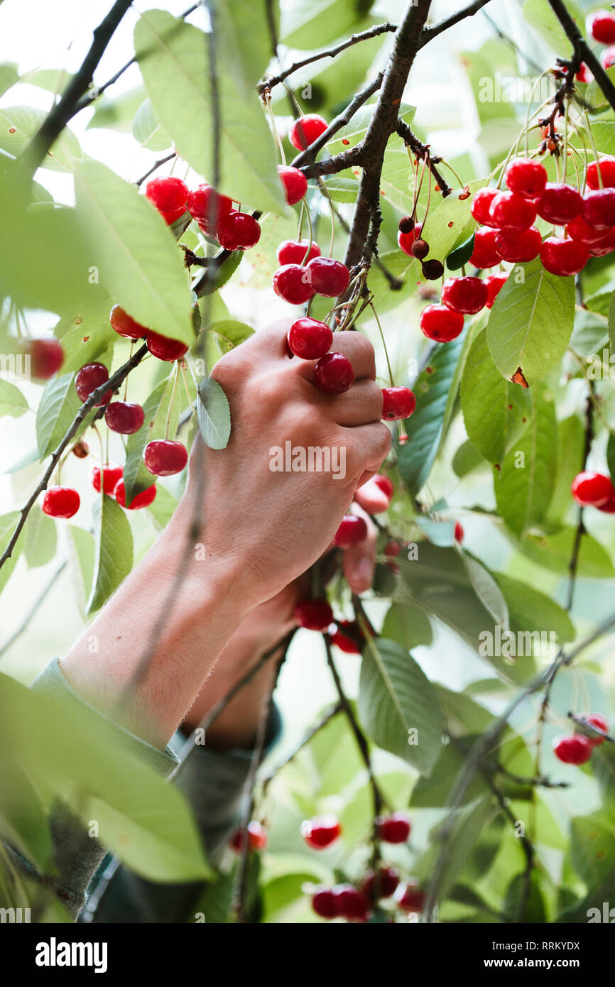 Boy Picking Cherries From Tree High Resolution Stock Photography and ...