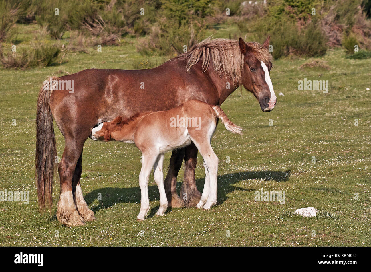 Parental care hi-res stock photography and images - Alamy