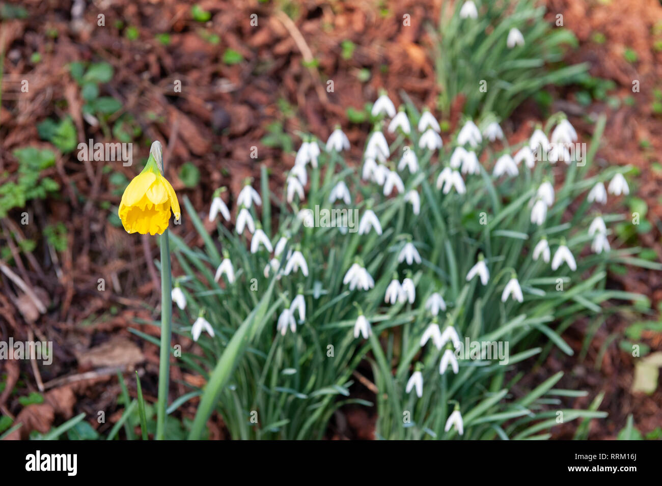 Snowdrops and daffodils hi-res stock photography and images - Alamy